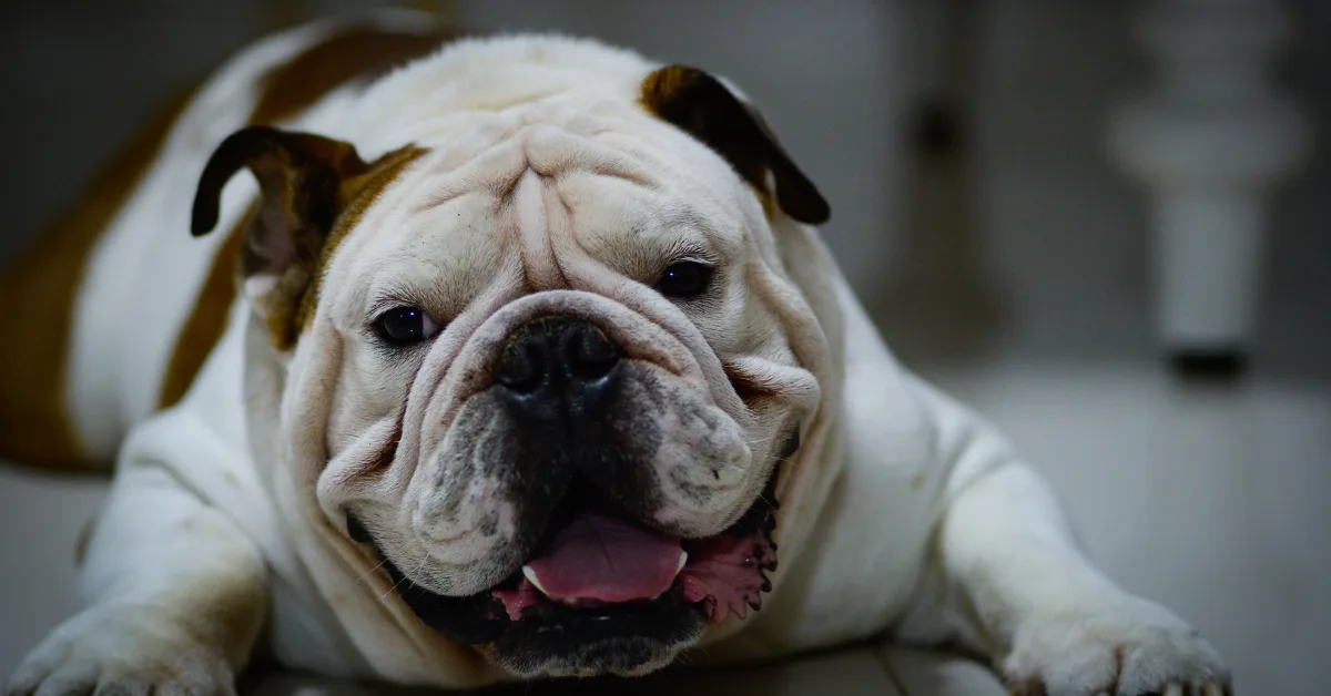 Doo Doo Squad: Dog Weight Loss Plan for 2025