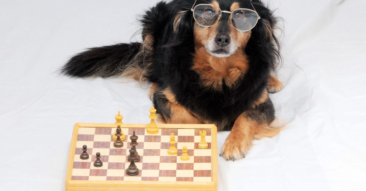Canine Intelligence: How Dogs Reveal Human Nature